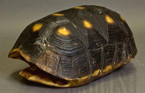 A Tale That Tells: Why Tortoise’s Shell is Not Smooth! – Nyamilepedia